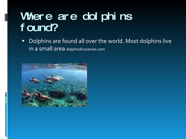 Dolphins presentation | PPT