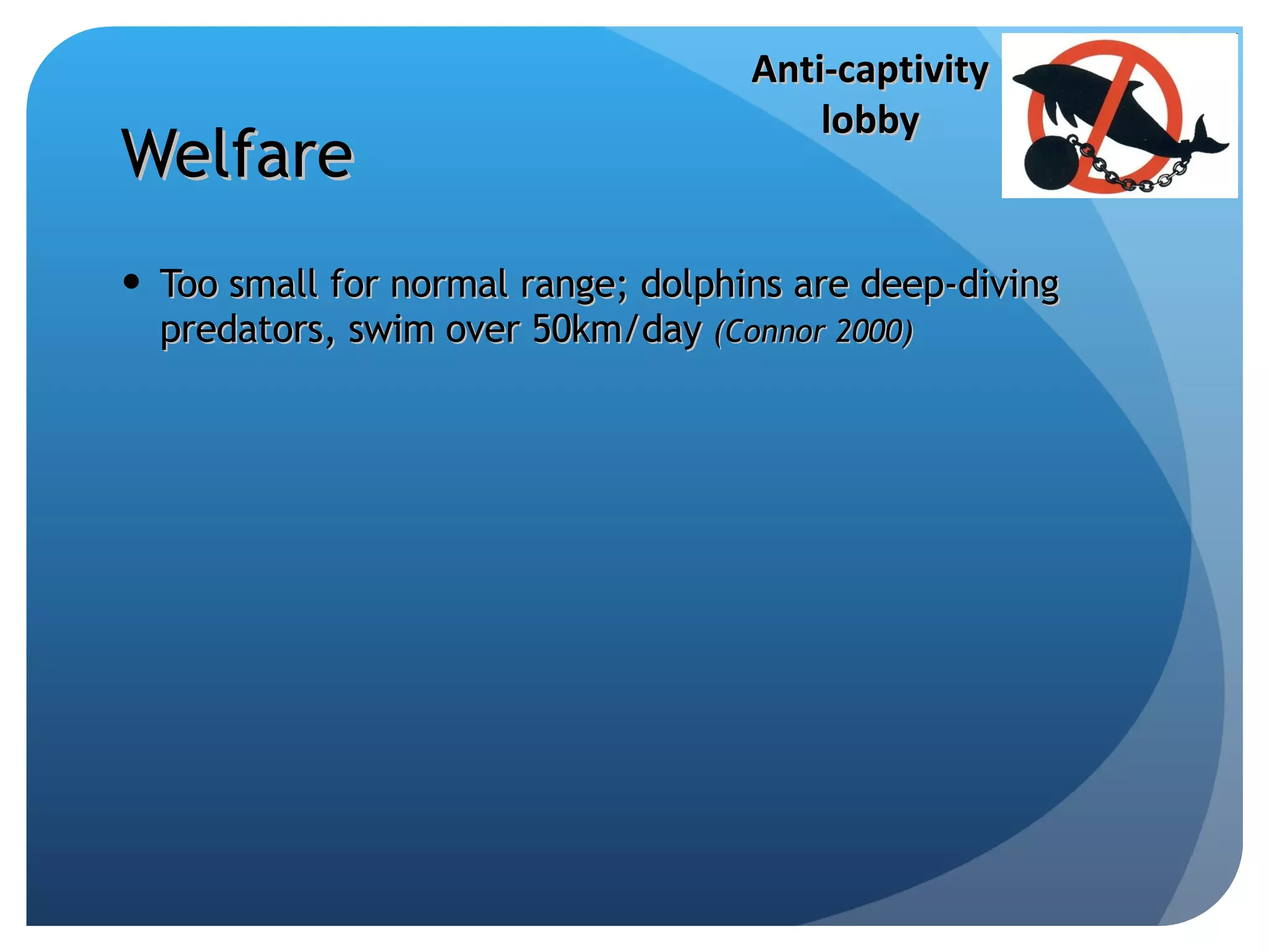 Dolphins in Captivity | PPT