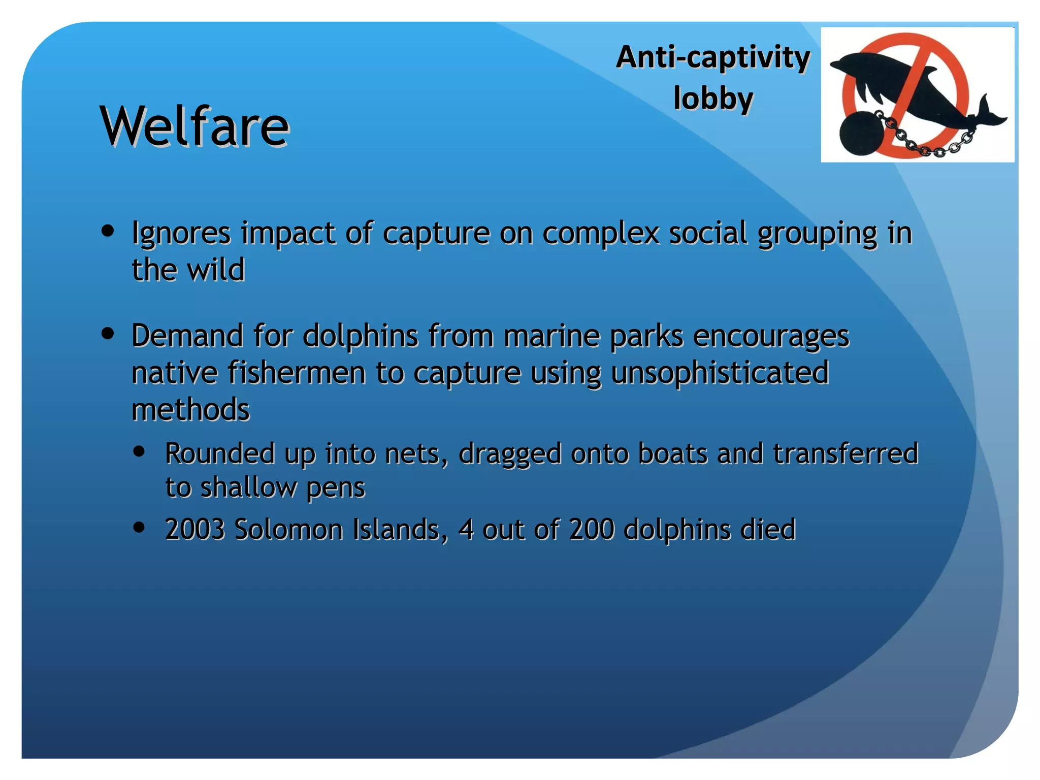 Dolphins in Captivity | PPT