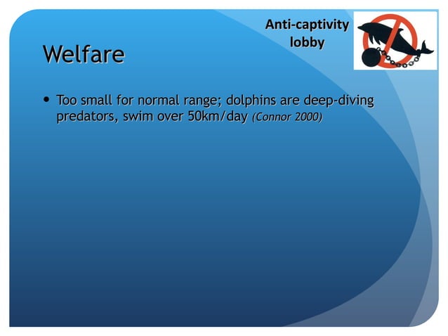 Dolphins in Captivity | PPT | Zoos & Aquariums | Attractions