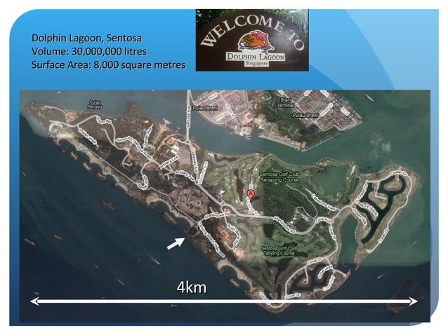 Dolphins in Captivity | PPT | Zoos & Aquariums | Attractions