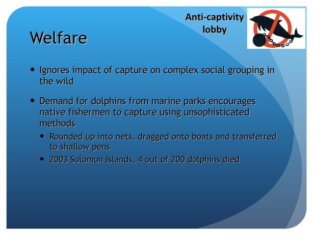 Dolphins in Captivity | PPT | Zoos & Aquariums | Attractions