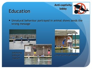 Dolphins in Captivity | PPT | Zoos & Aquariums | Attractions
