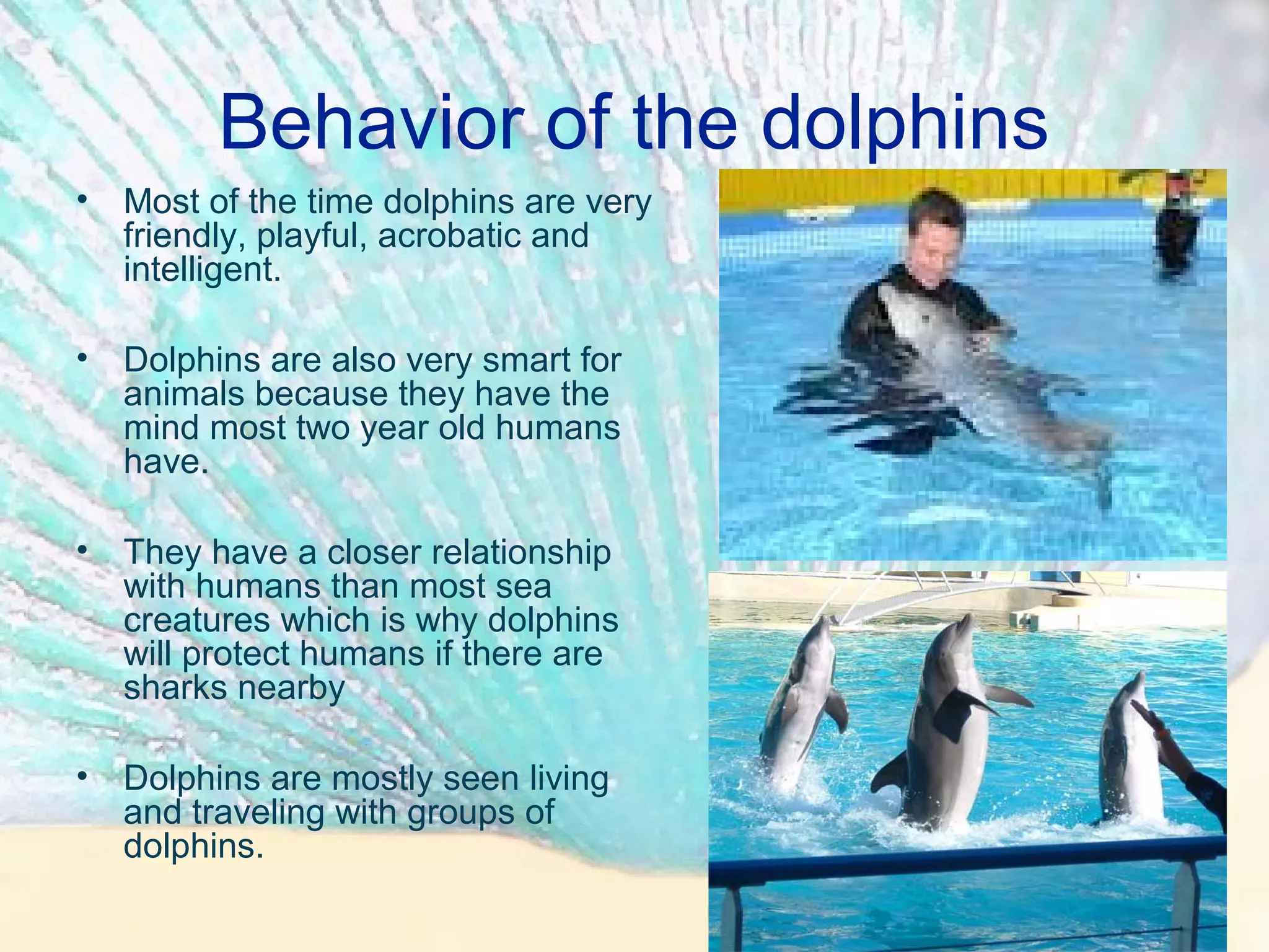 Dolphin story | PPT
