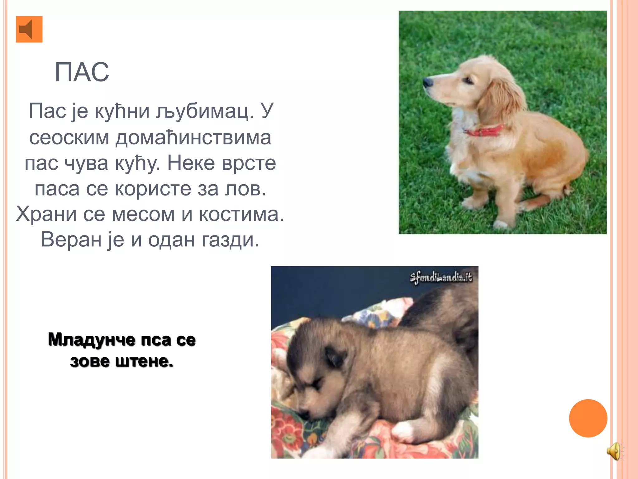 Domace zivotinje | PPT