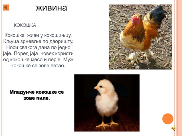 Domace zivotinje | PPT