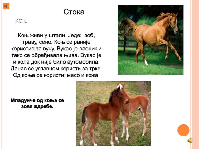 Domace zivotinje | PPT