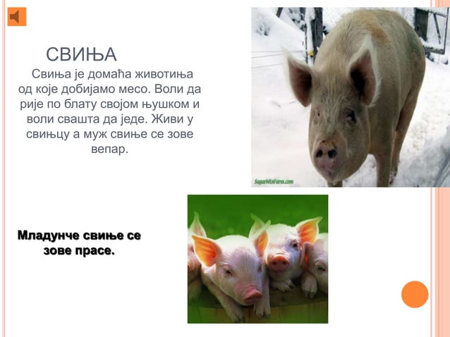 Domace zivotinje | PPT