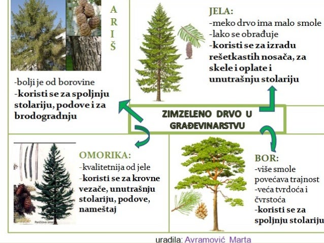 Drvo kao građevinski materijal (domaći rad učenika)