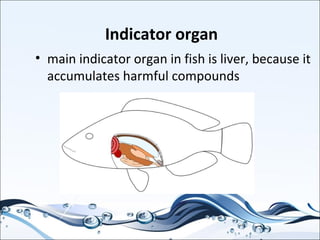 Domagoj šegregur, croatia, fishes as bioindicators of water pollution ...