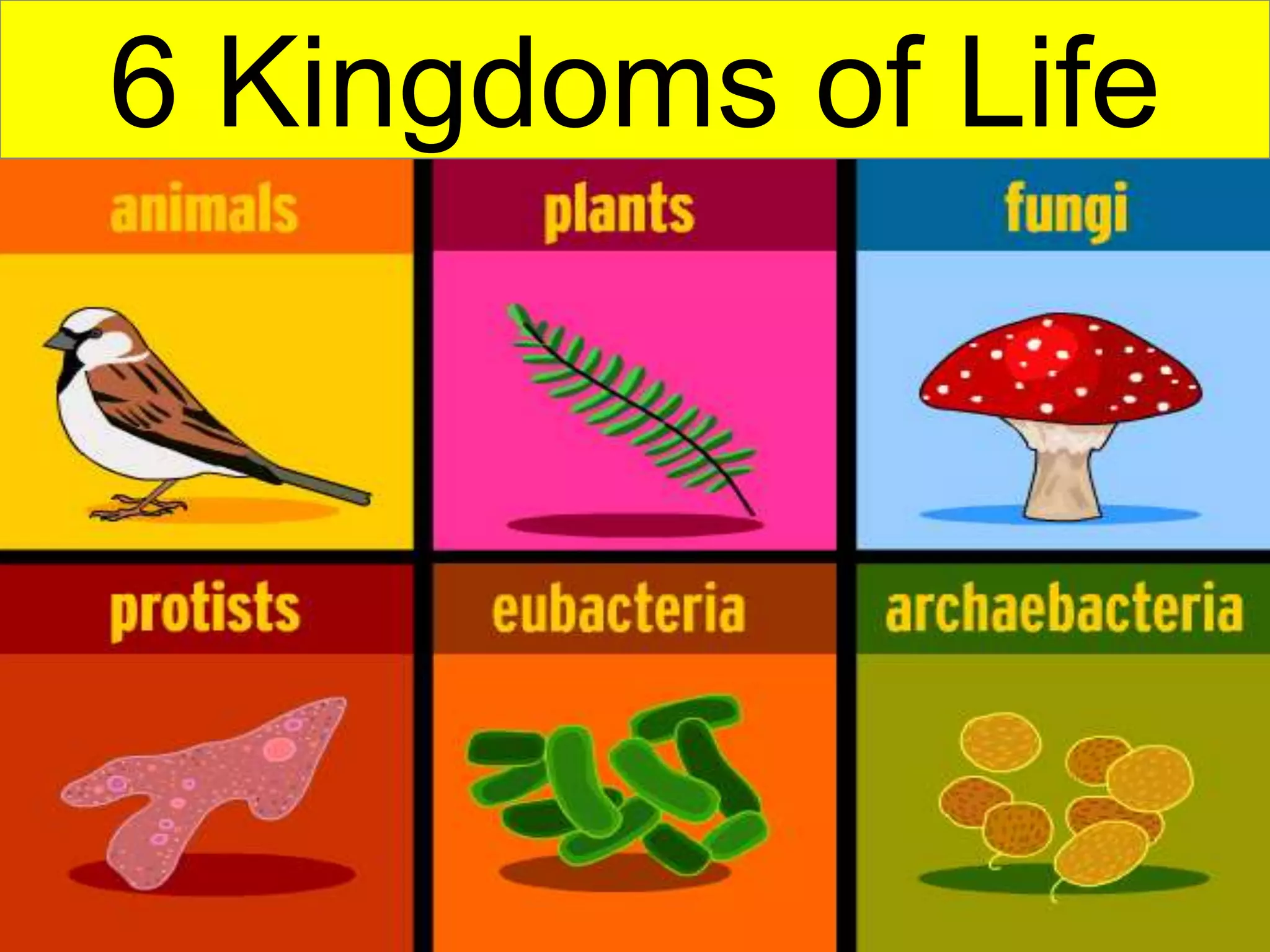 DOMAIN-KINGDOM-PHYLUM.pptx