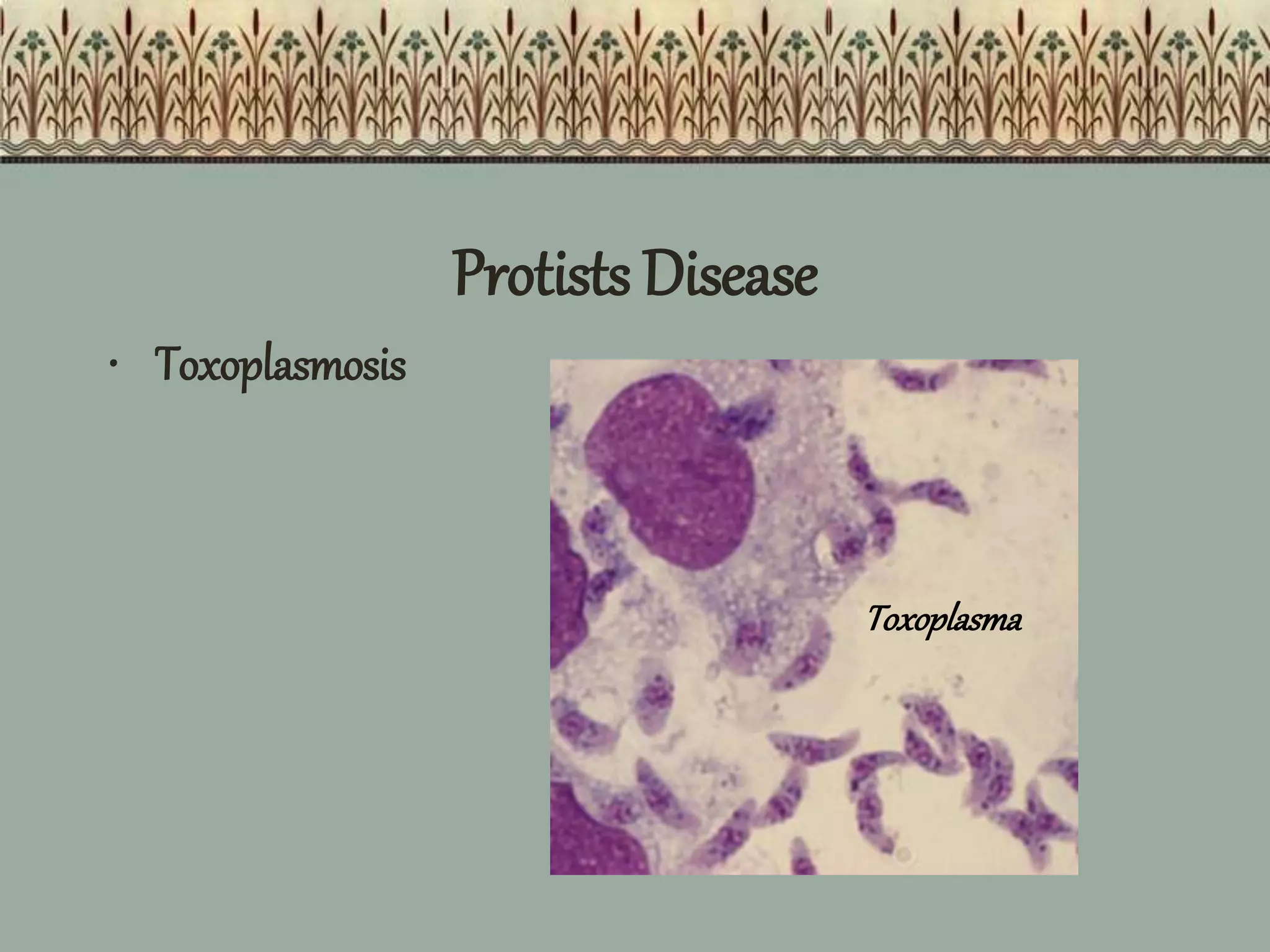 DOMAIN-KINGDOM-PHYLUM.pptx