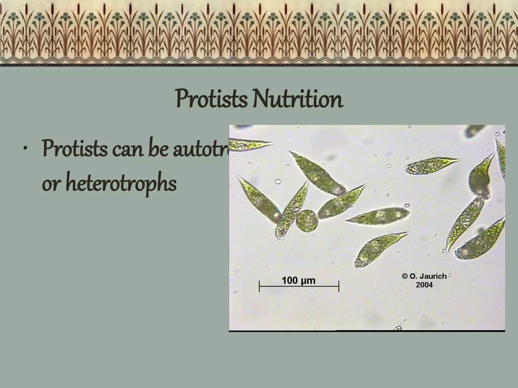 DOMAIN-KINGDOM-PHYLUM.pptx | Geography | Science