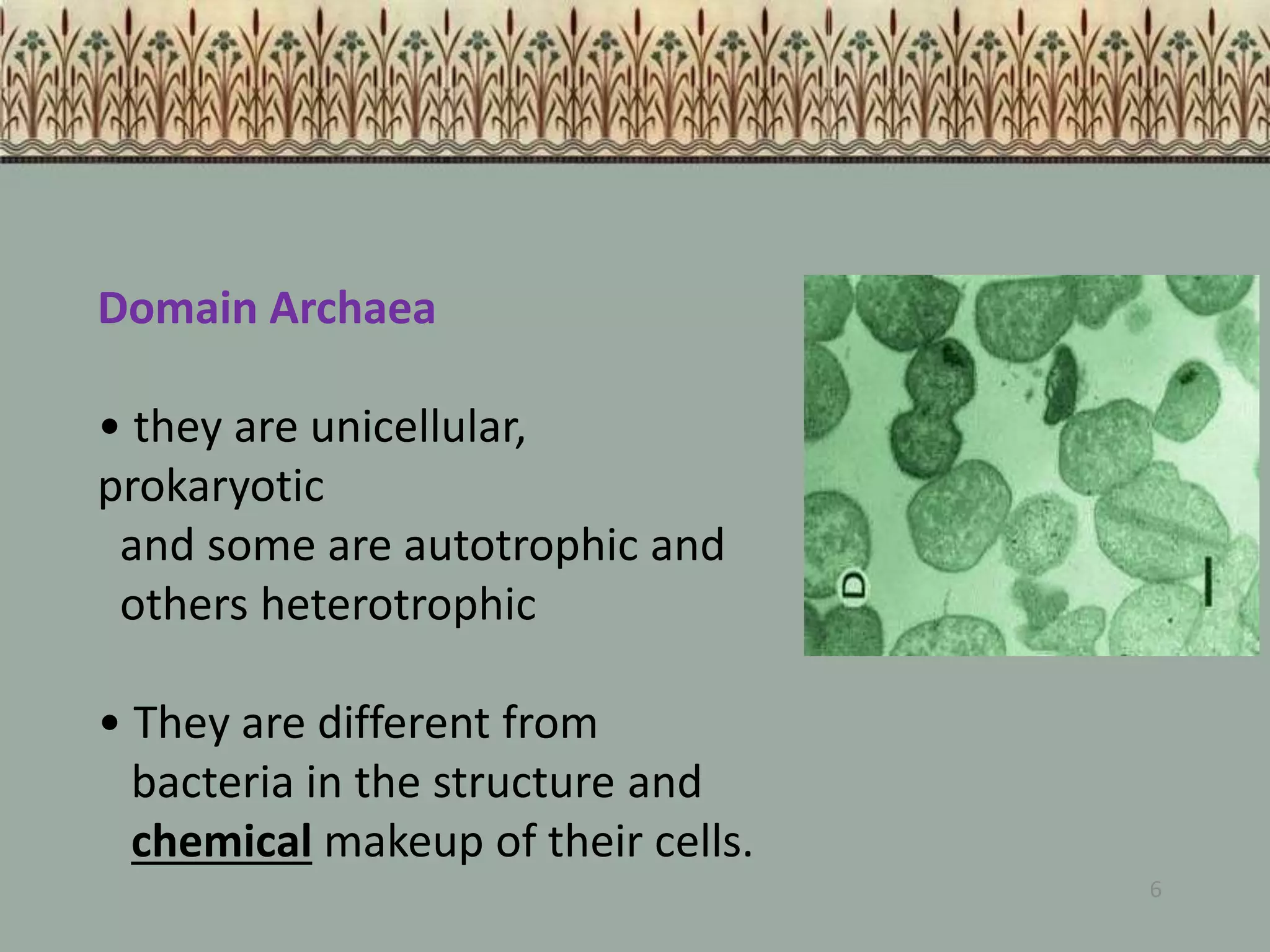 DOMAIN-KINGDOM-PHYLUM.pptx