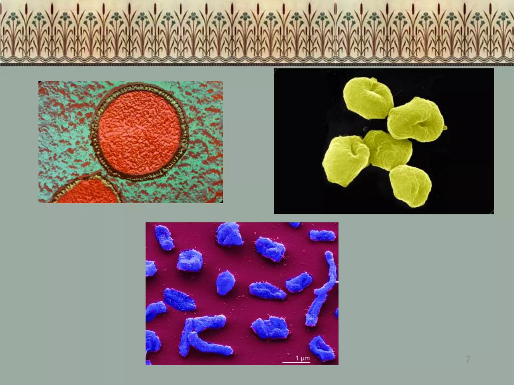 DOMAIN-KINGDOM-PHYLUM.pptx
