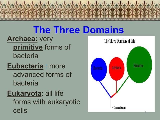 DOMAIN-KINGDOM-PHYLUM.pptx | Geography | Science