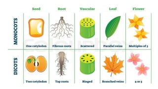 Domain Eukarya, Taxonomic Classification of Living Organism | PPTX