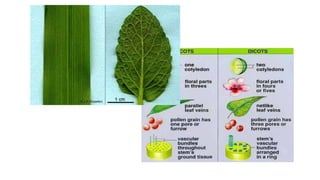 Domain Eukarya, Taxonomic Classification of Living Organism | PPTX