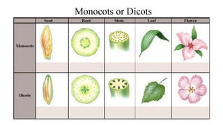 Domain Eukarya, Taxonomic Classification of Living Organism | PPTX