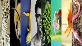 Domain eukarya kingdom animalia | PPTX