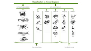Domain eukarya kingdom animalia | PPTX