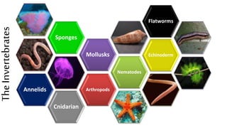 Domain eukarya kingdom animalia | PPTX