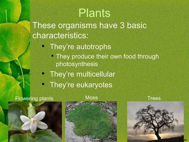 Domains and kingdoms (2) | PPT