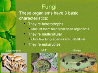 Domains and kingdoms (2) | PPT