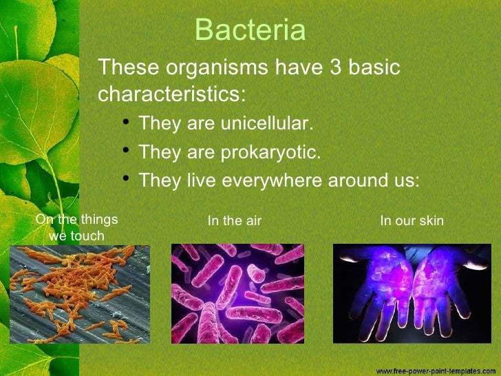 Bacteria Domain Examples