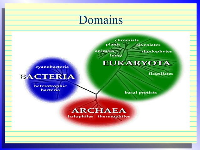 Domains and Kingdoms | PPT | Biological Sciences | Science