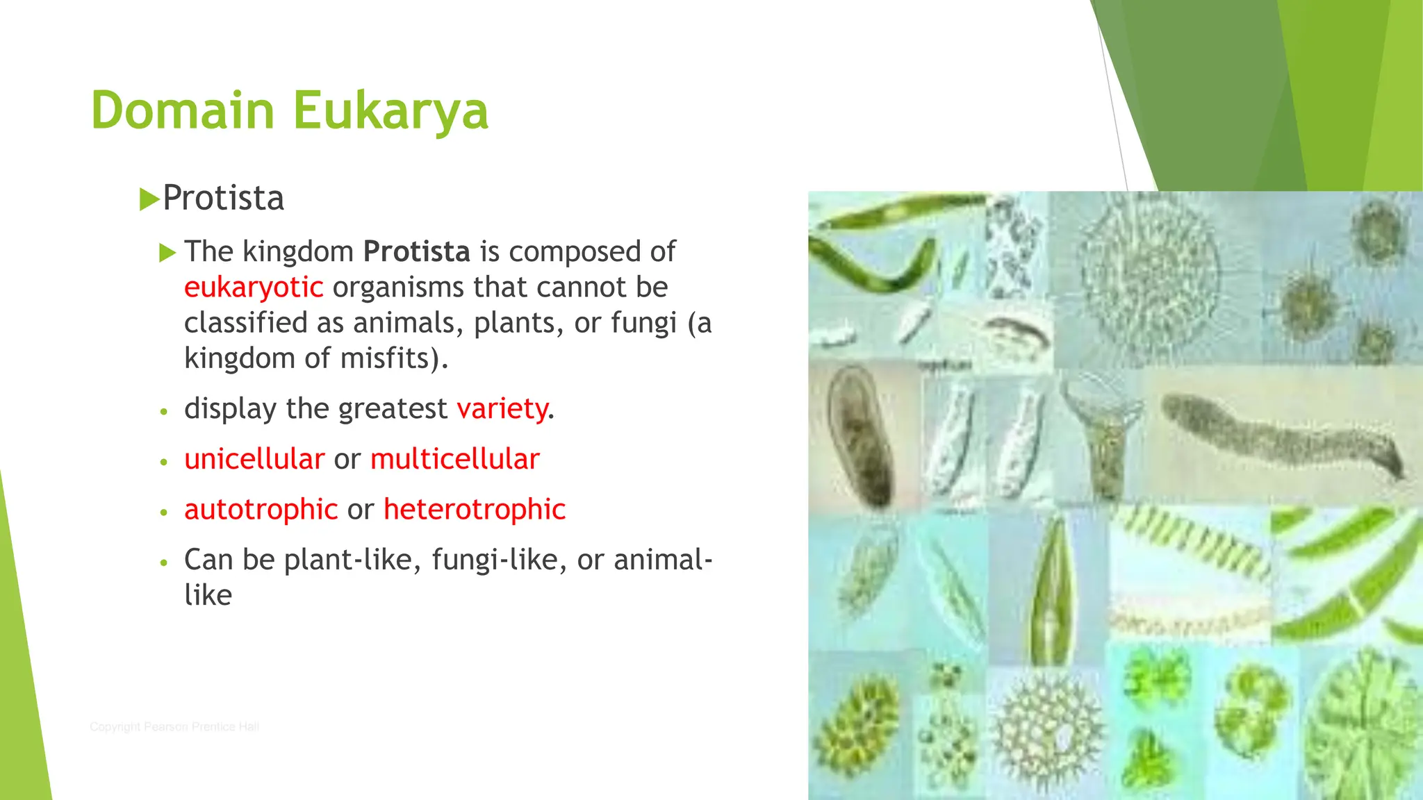 domains of life, archea, bacteria, eukarya.ppt