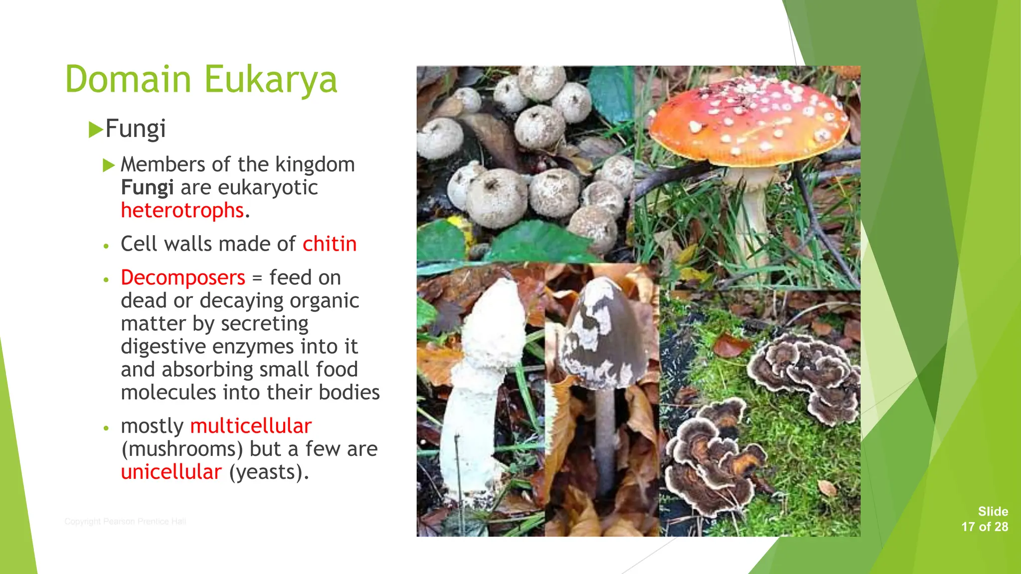 domains of life, archea, bacteria, eukarya.ppt