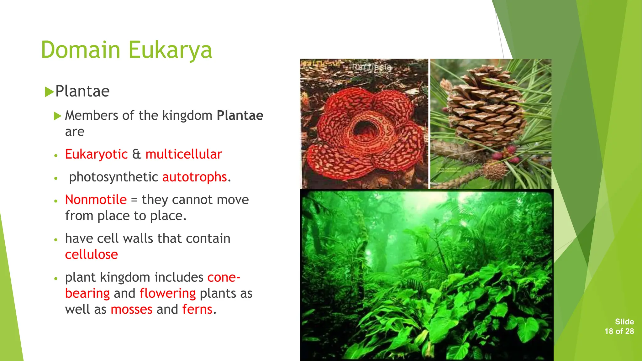 domains of life, archea, bacteria, eukarya.ppt | Operating Systems | Computer Software and ...