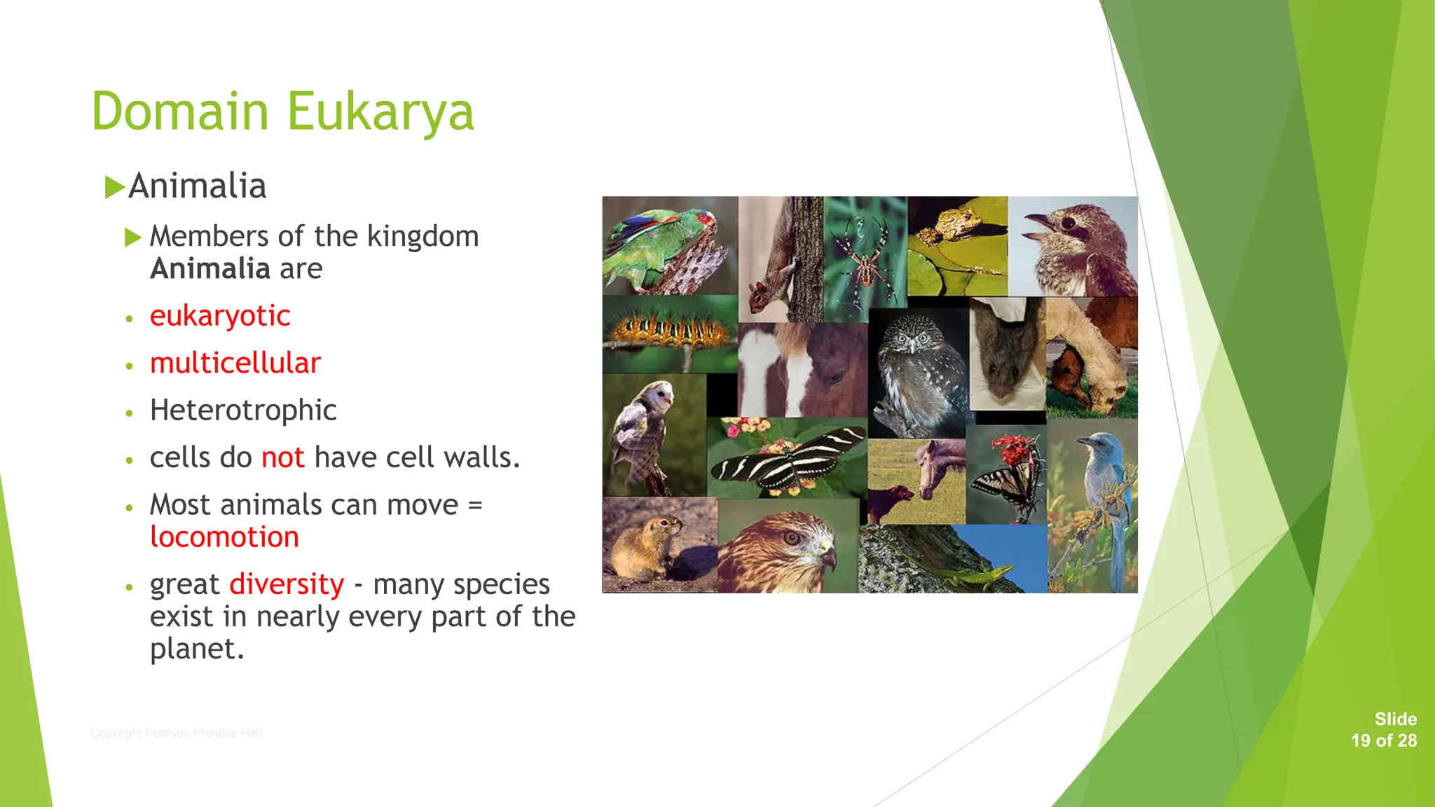 domains of life, archea, bacteria, eukarya.ppt