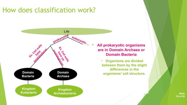 domains of life, archea, bacteria, eukarya.ppt | Operating Systems ...