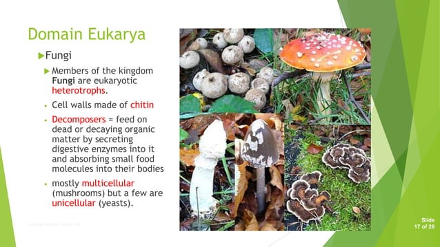 domains of life, archea, bacteria, eukarya.ppt | Operating Systems ...