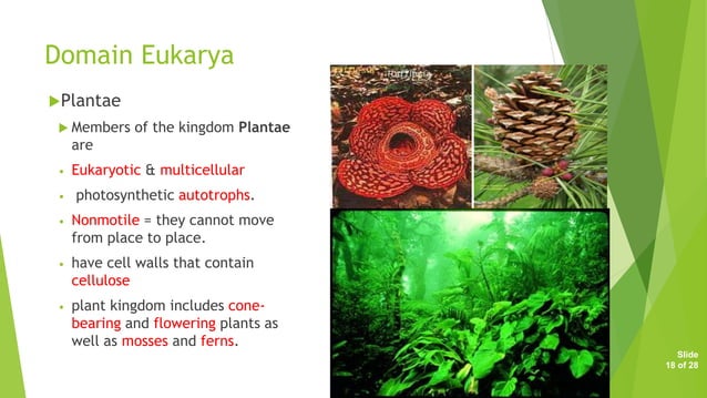 domains of life, archea, bacteria, eukarya.ppt | Operating Systems ...