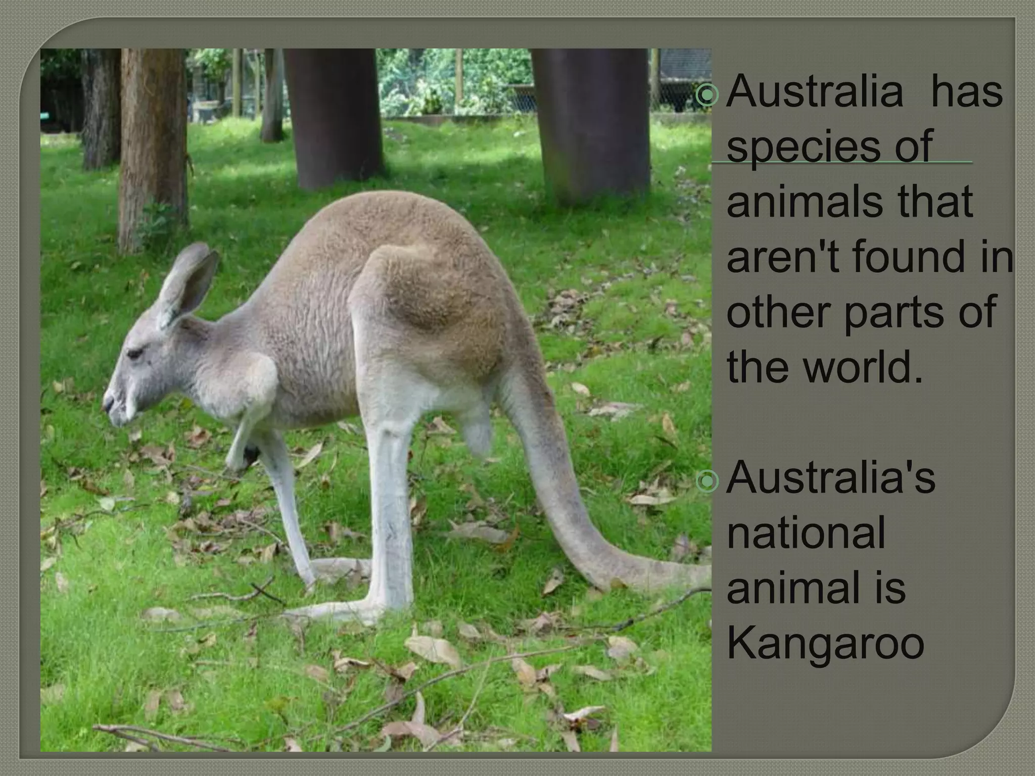 Australian animals | PPT