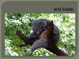 Australian animals | PPT