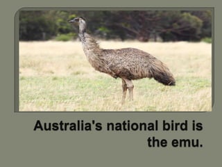 Australian animals | PPT