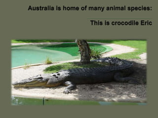 Australian animals | PPT