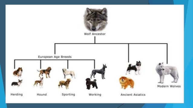 Domesticación de animales