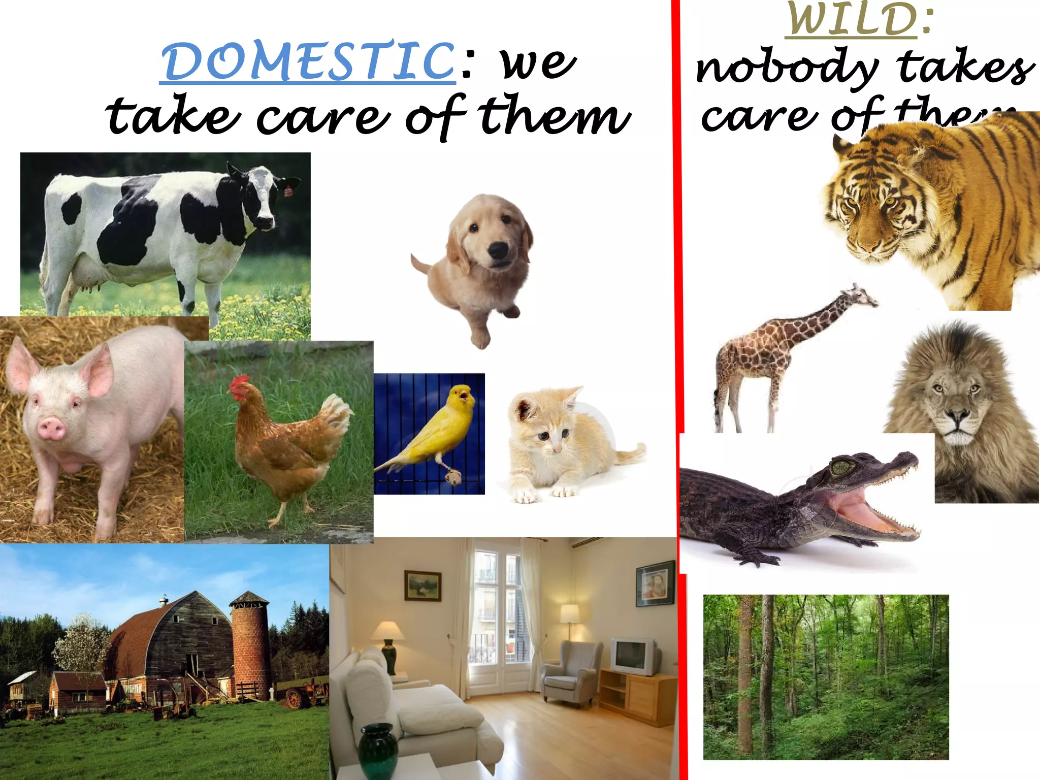 Domestic and wild | PPT