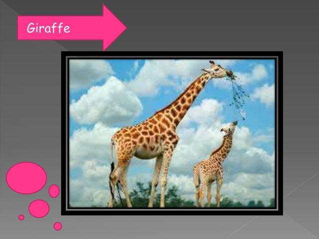 DOMESTIC US WILD ANIMALS | PPT