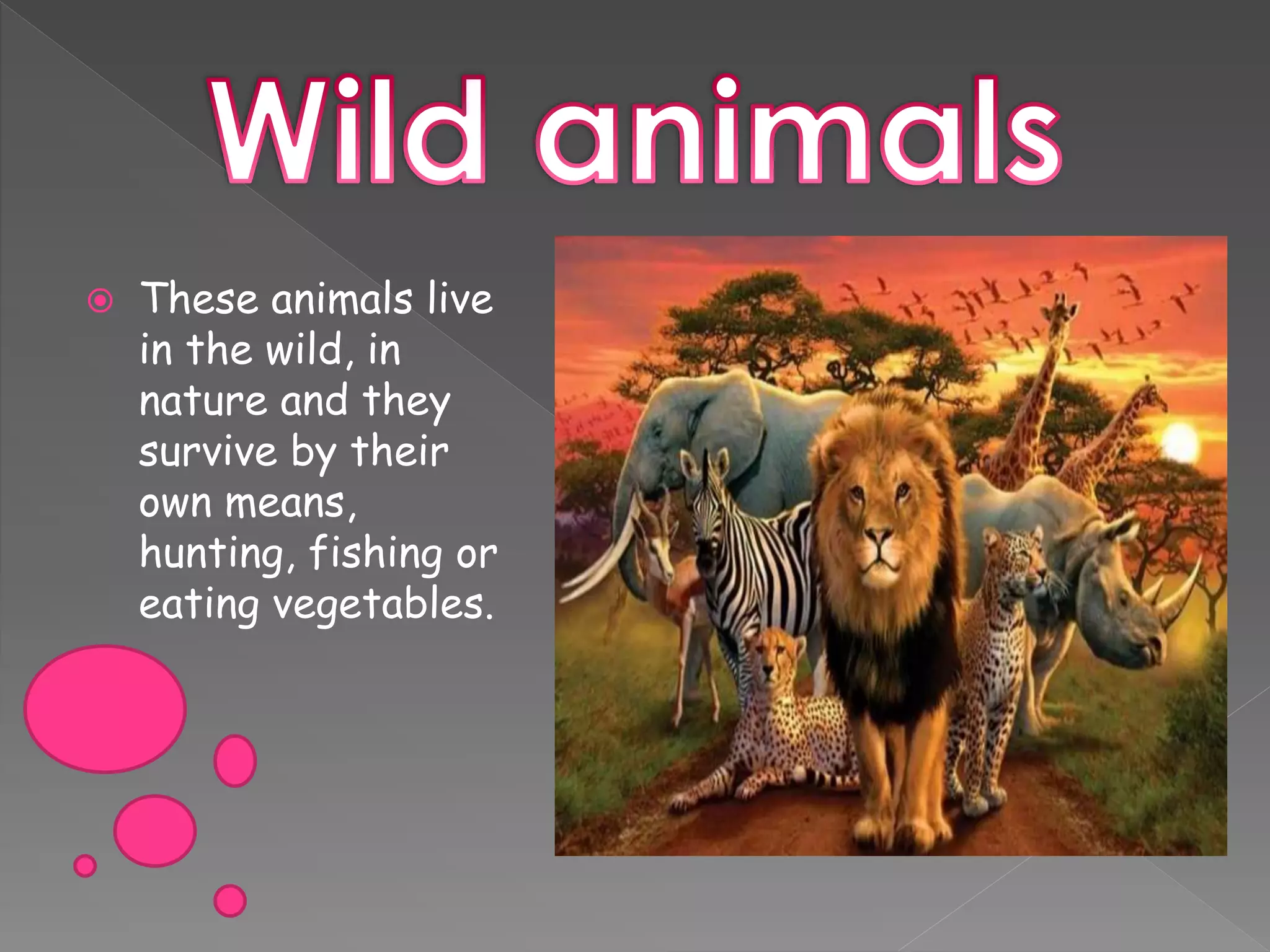 Domestic and wild animals | PPTX