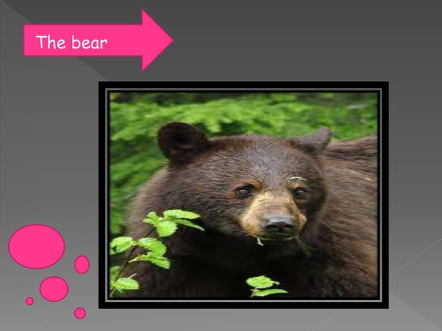 Domestic and wild animals | PPT