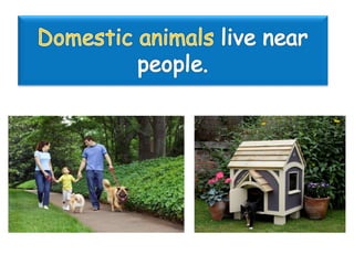 Domestic and wild animals | PPT