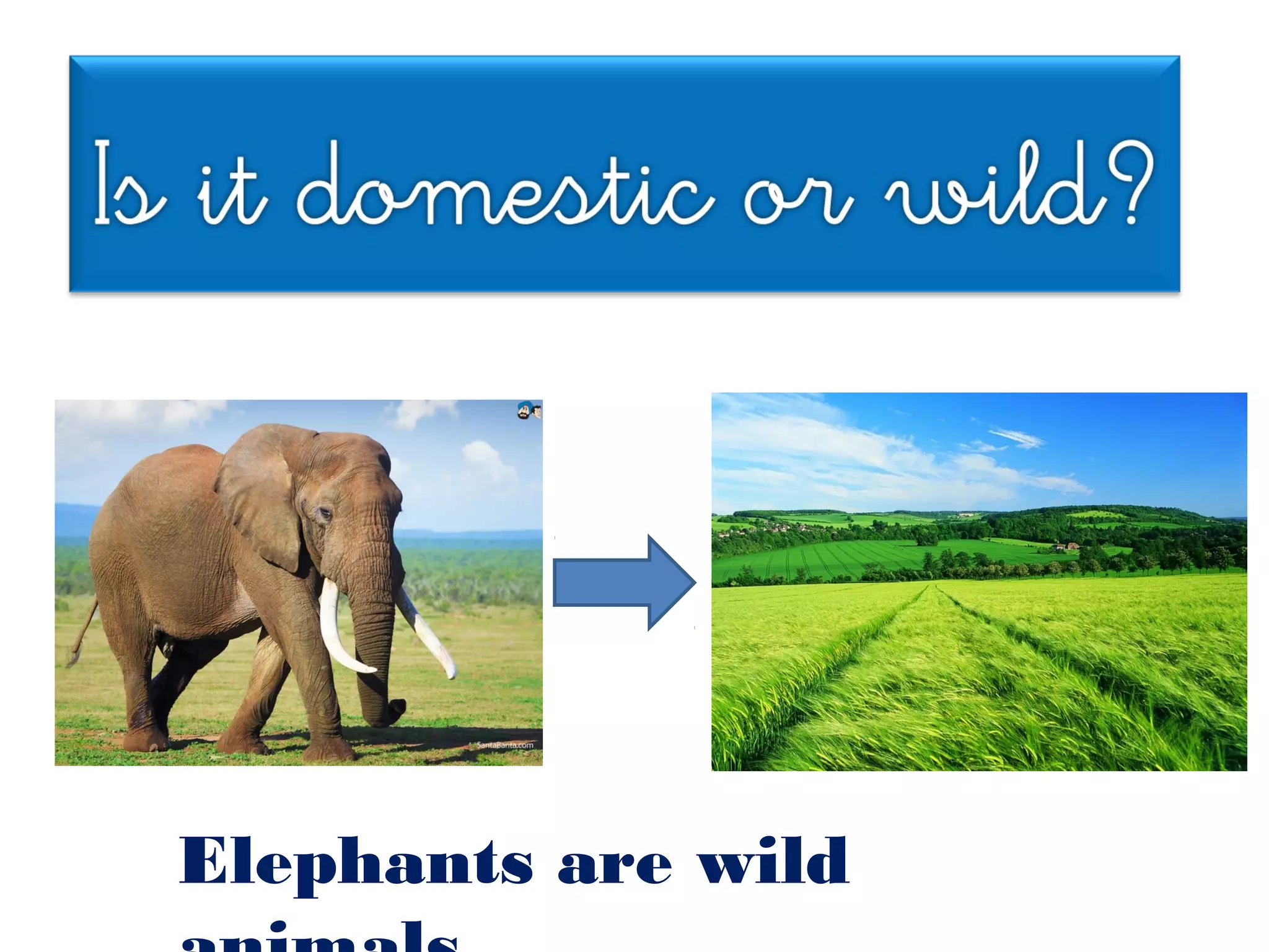 Domestic and wild animals | PPT