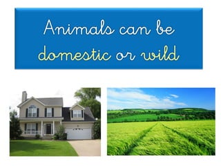 Domestic and wild animals | PPT