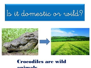 Domestic and wild animals | PPT